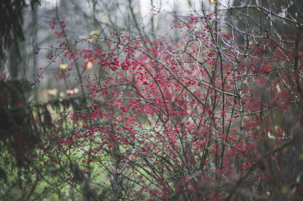 Free Stock Photo of Bush With Red Flowers in Field | Download Free ...