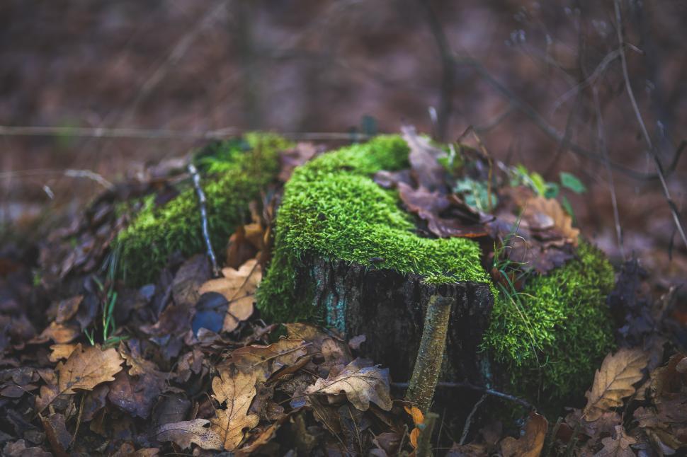 Free Stock Photo of Green Pink Red Woods forest nature landscape knoll ...