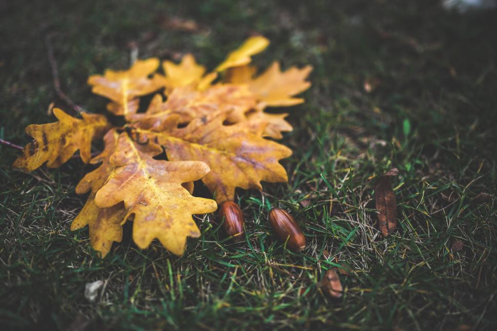 Free Stock Photo of Fall Yellow acorn autumn leaf leaves oak fungus ...
