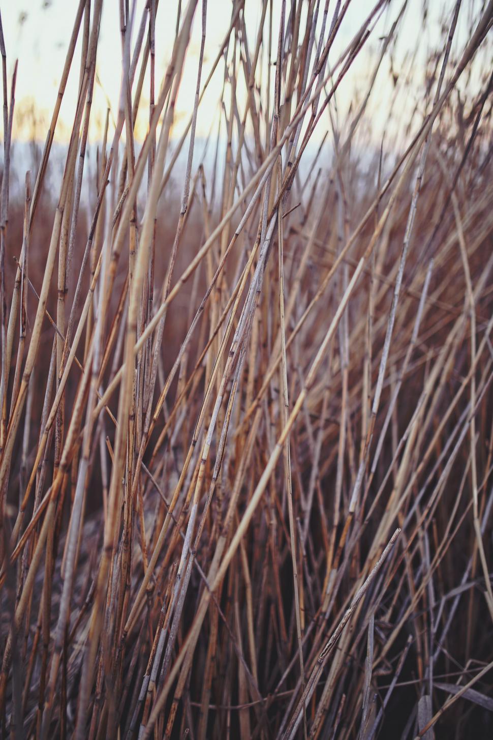 Free Stock Photo of Close Up of Tall Grass | Download Free Images and ...