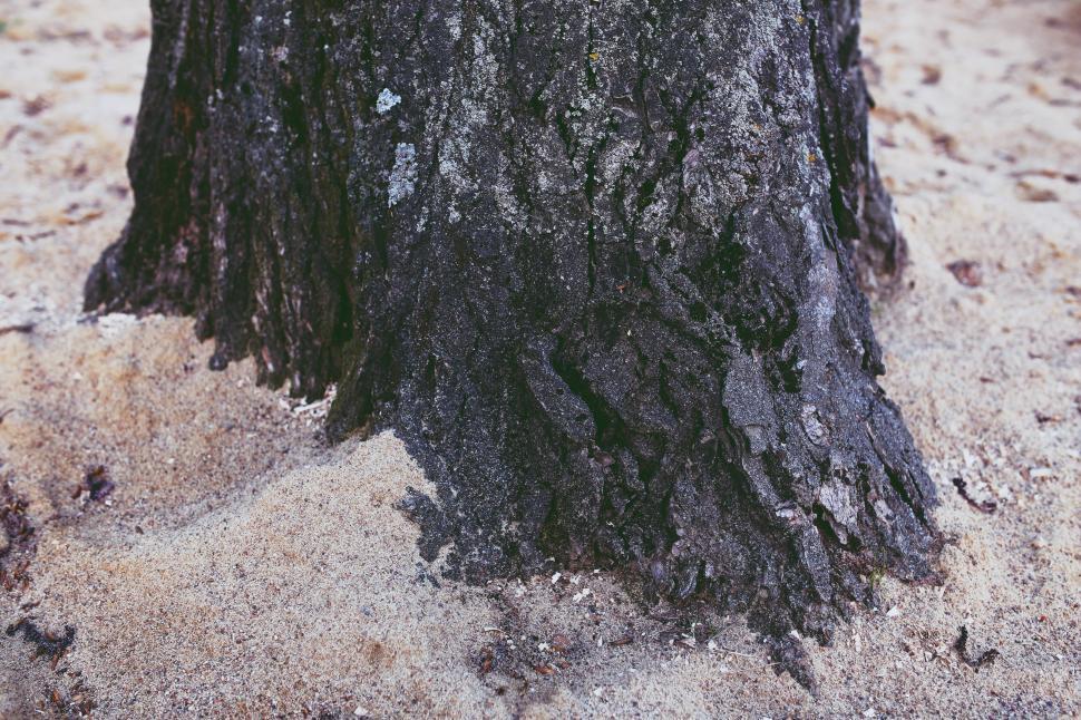 Free Stock Photo of Close Up of Tree Stump in Sand | Download Free ...