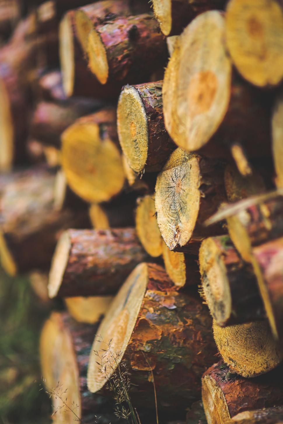 Free Stock Photo of Stack of Logs on Grass Field | Download Free Images ...
