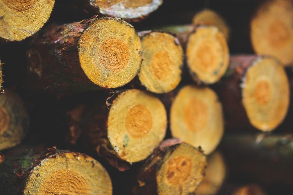 Free Stock Photo of Cut Tree Wood bark end firewood forest logs nature ...
