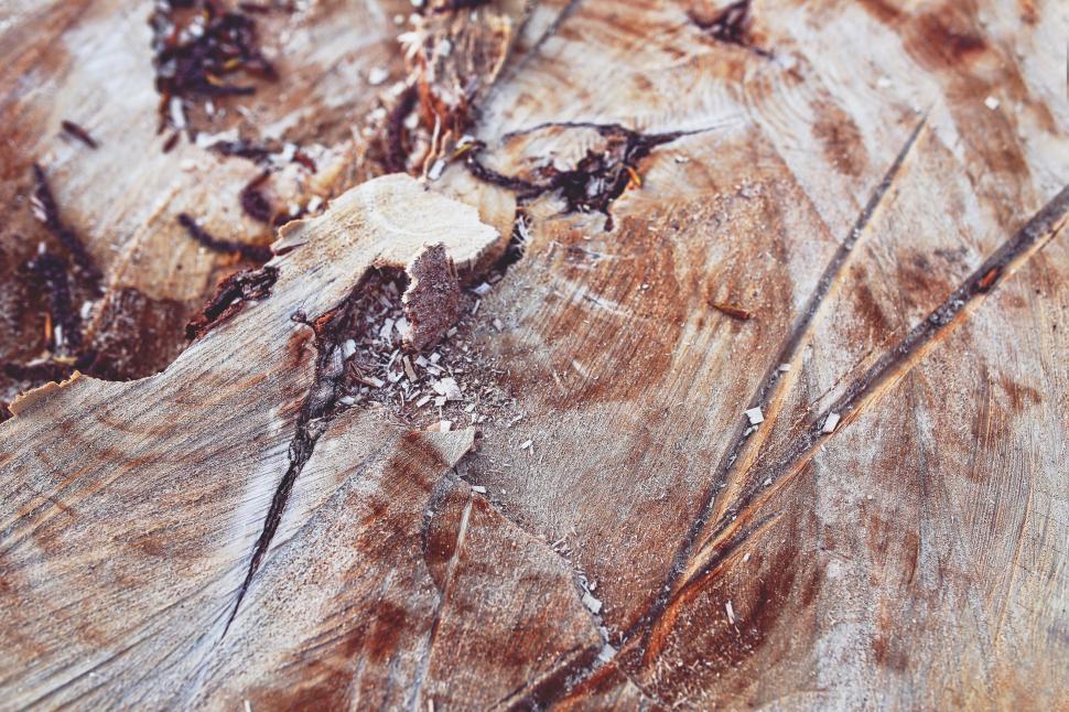 Free Stock Photo of Cross Section of Wood Plank | Download Free Images ...