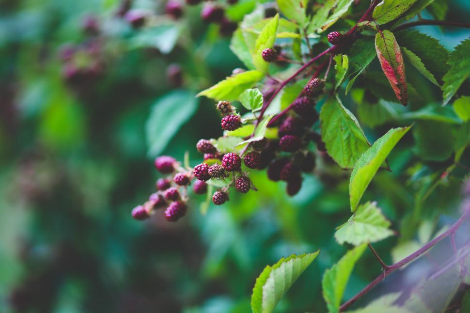 Free Stock Photo of Close-Up of Berries on a Tree | Download Free ...