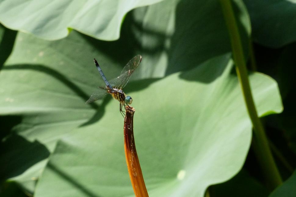 Free Stock Photo of Dragonfly Resting | Download Free Images and Free ...