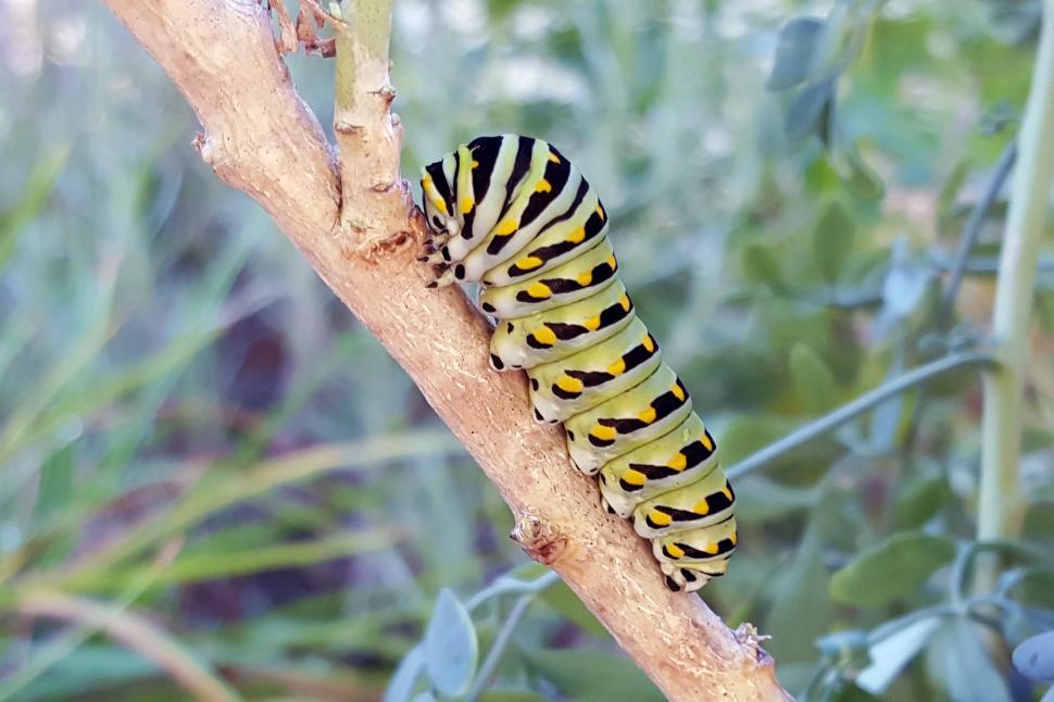 Free Stock Photo of Butterfly Catapillar Larvae | Download Free Images ...
