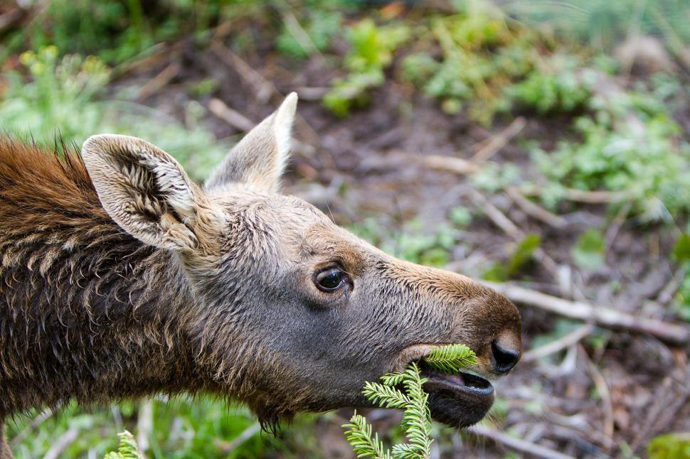 Free Stock Photo of Baby Moose | Download Free Images and Free ...