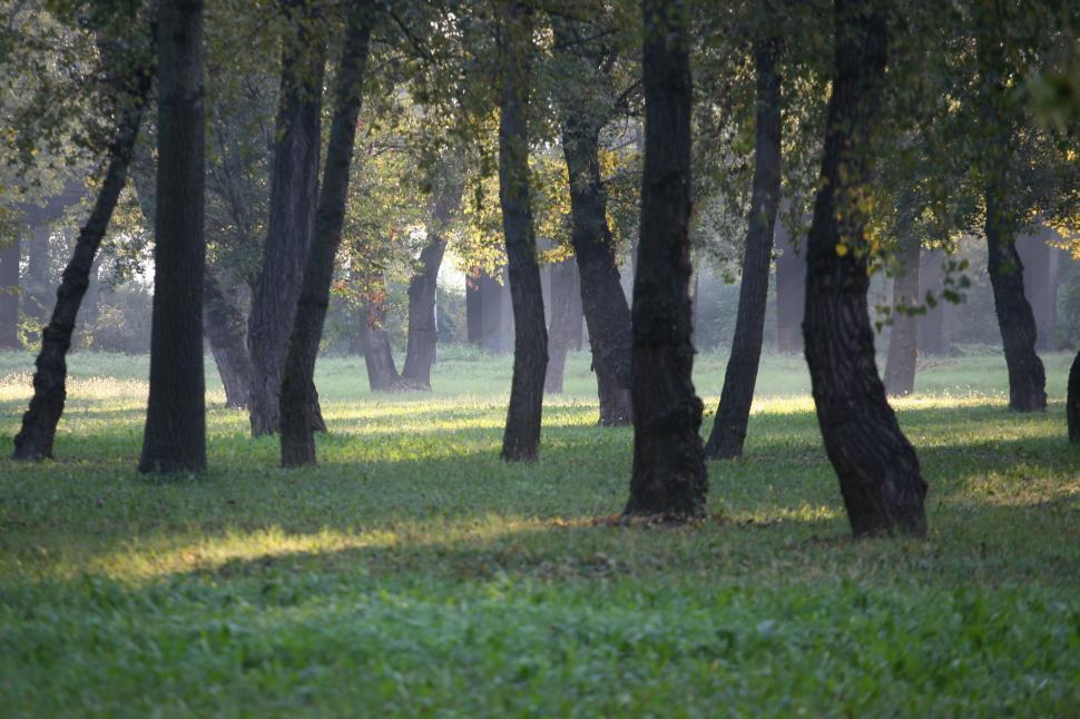 Free Stock Photo of Trees | Download Free Images and Free Illustrations