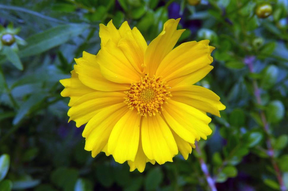 Free Stock Photo of Coreopsis Flower | Download Free Images and Free ...