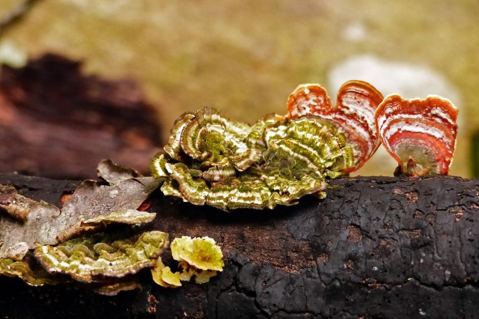 Free Stock Photo of Fungi on Tree | Download Free Images and Free ...