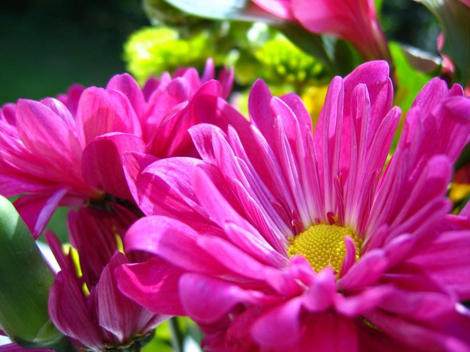 Free Stock Photo of Pink Flowers | Download Free Images and Free ...