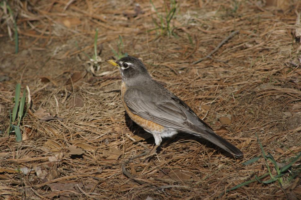 Free Stock Photo of Robin | Download Free Images and Free Illustrations