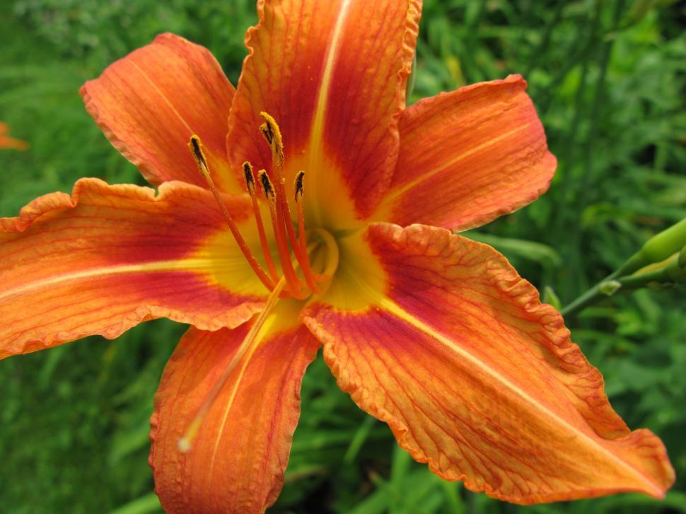 Free Stock Photo of Flower | Download Free Images and Free Illustrations