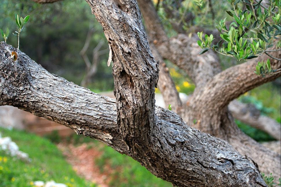 Free Stock Photo of The tree | Download Free Images and Free Illustrations