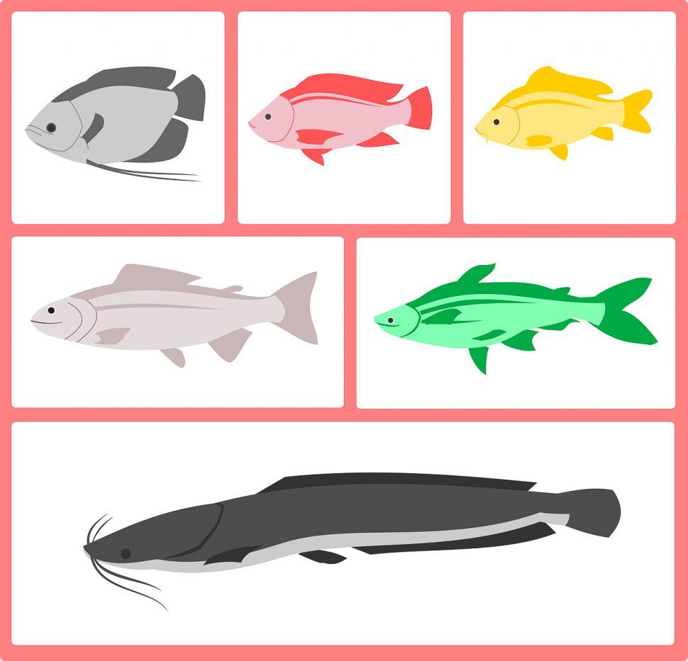 Free Stock Photo of Colorful fish illustrations | Download Free Images ...