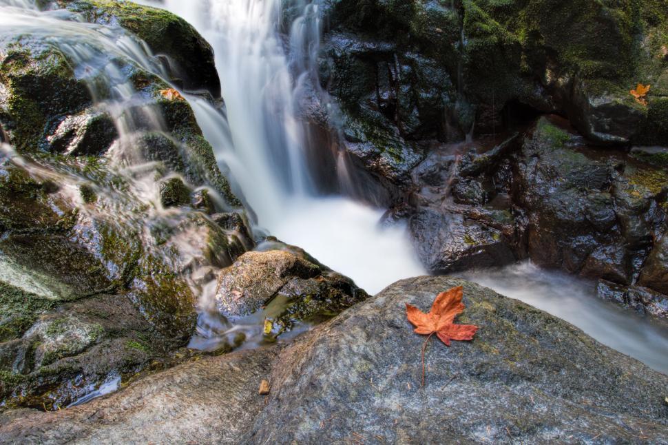 Free Stock Photo of Waterfalls with maple leaf | Download Free Images ...