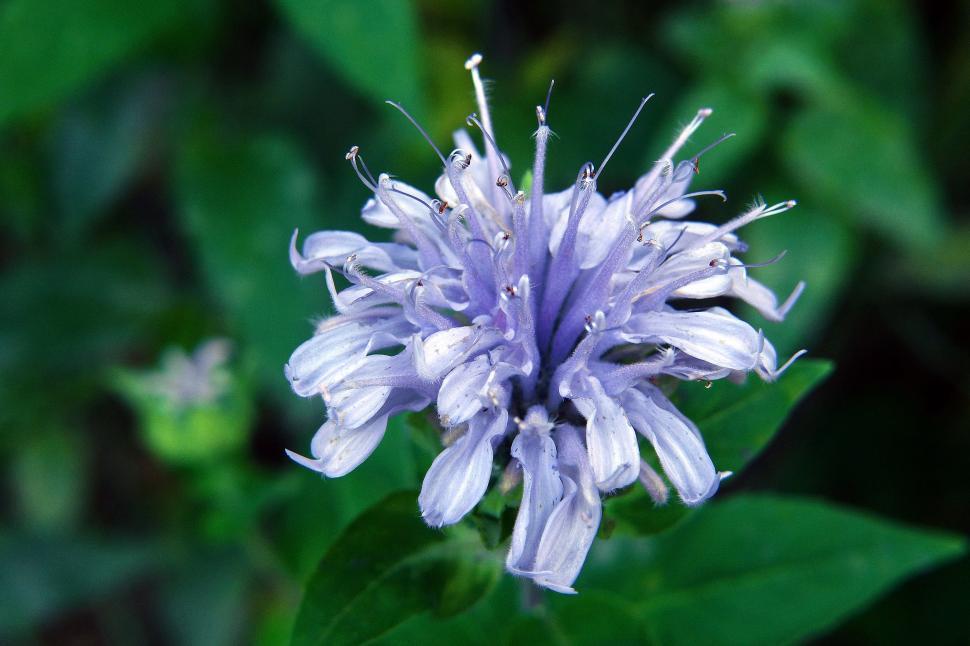 Free Stock Photo of Blue Flowers | Download Free Images and Free ...