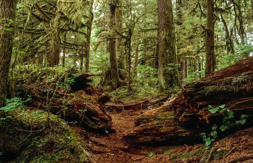 Free Stock Photo of Olympic National Forest | Download Free Images and ...