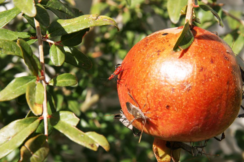 Free Stock Photo of Insects on the pomegranate | Download Free Images ...