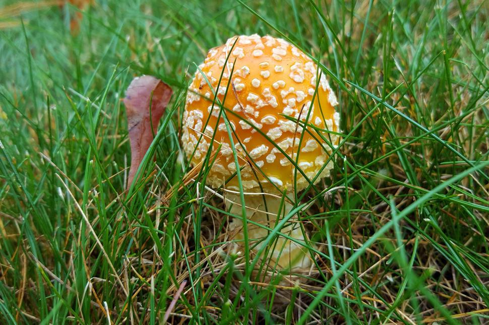 Free Stock Photo of Poisonous fly Mushroom | Download Free Images and ...