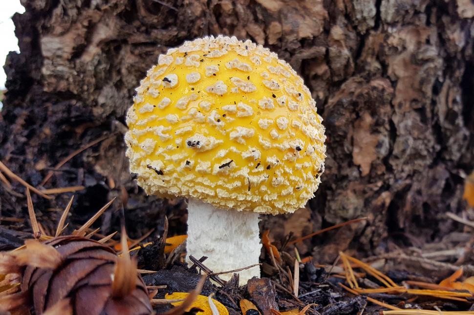 Free Stock Photo of Yellow Poisonous fly Mushroom | Download Free ...