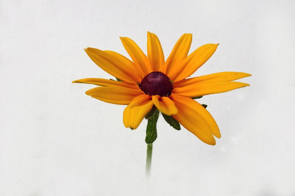 Free Stock Photo of Black-Eyed Susan Flower | Download Free Images and ...