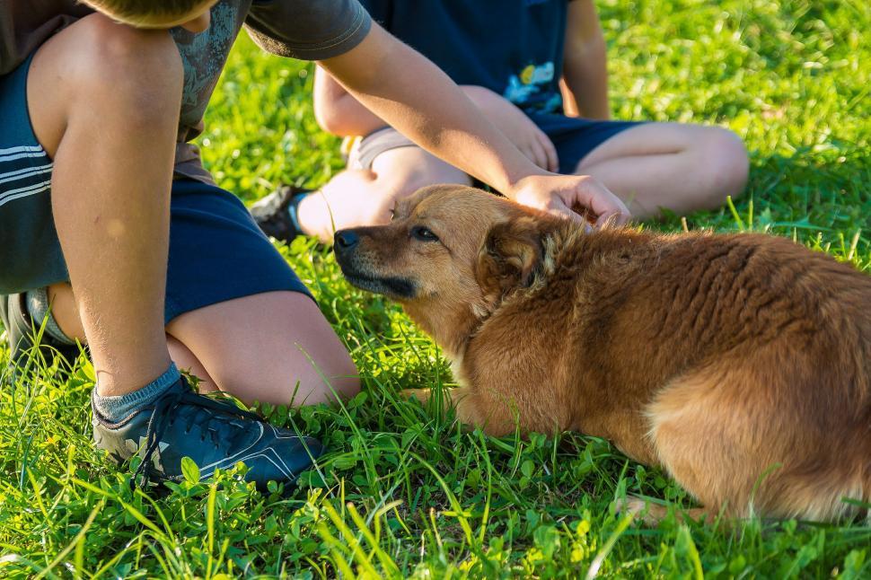Free Stock Photo of Man Kneeling Next to Brown Dog | Download Free ...