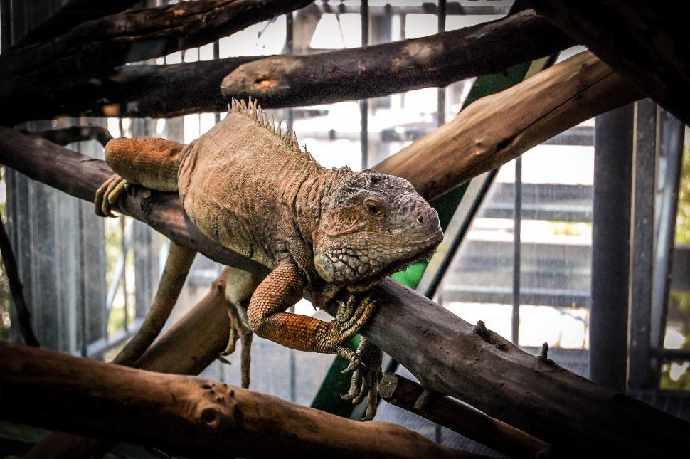 Free Stock Photo of Large Lizard Sitting on Top of a Tree Branch ...