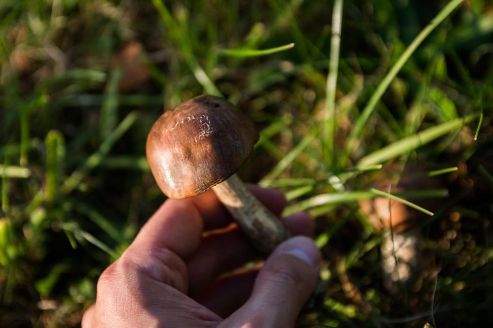 Free Stock Photo of Person Holding Mushroom in Hand | Download Free ...