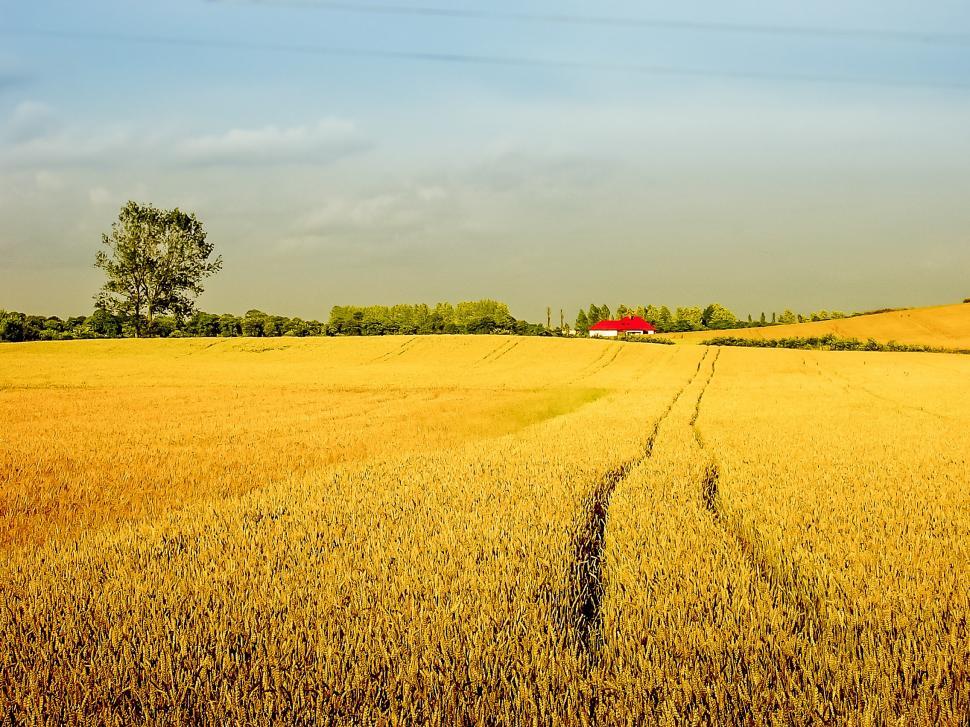 Free Stock Photo of Wheat Field With Red Barn in Distance | Download ...