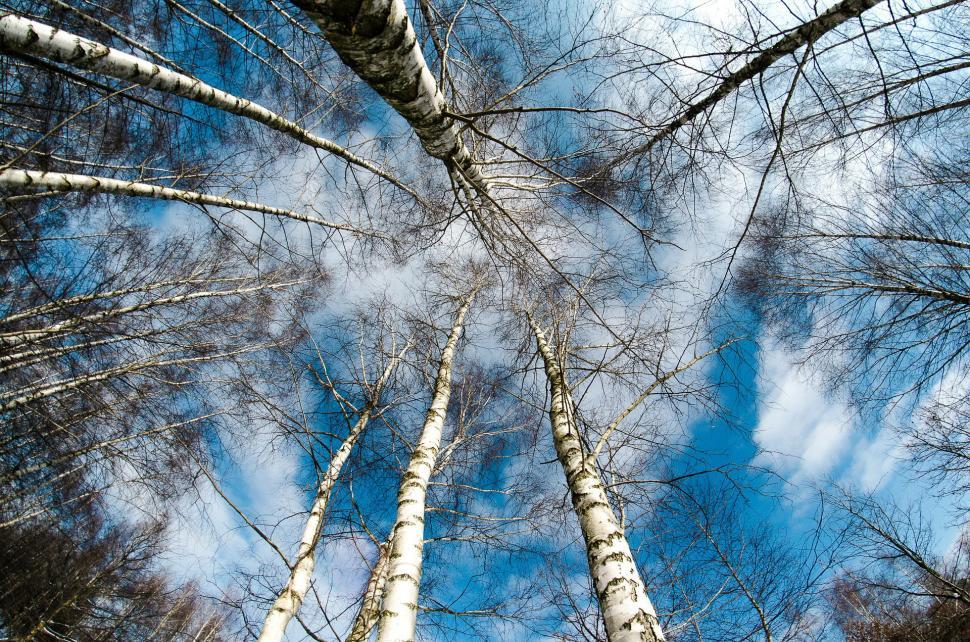 Free Stock Photo of Group of Tall Trees Standing Together | Download ...