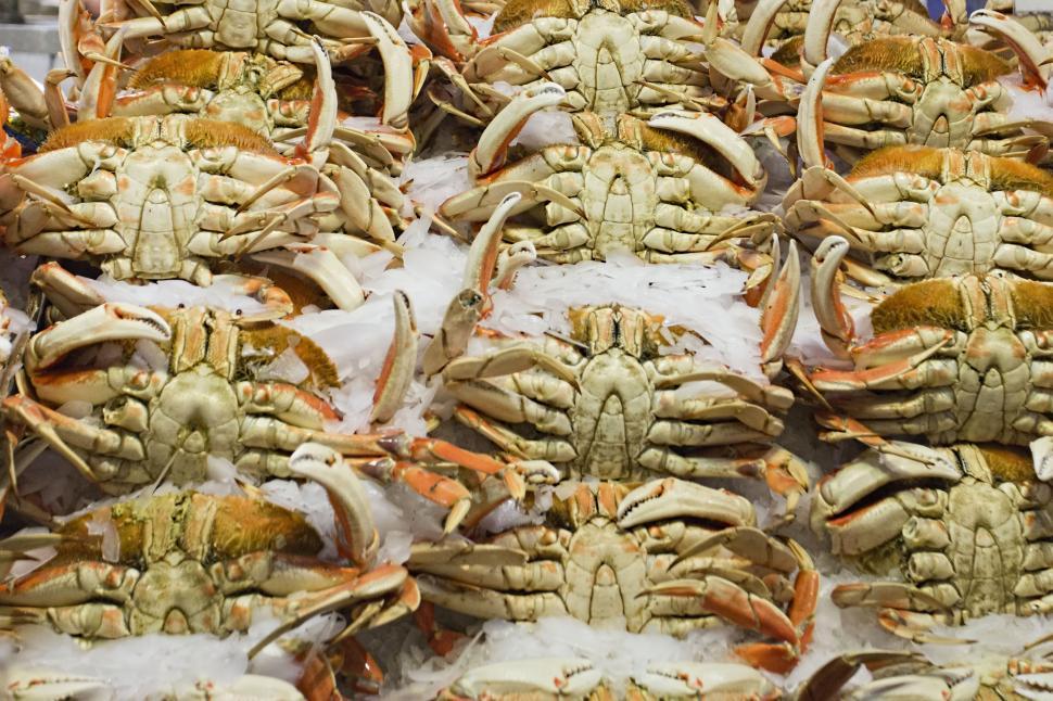 Free Stock Photo of Fresh crab | Download Free Images and Free ...