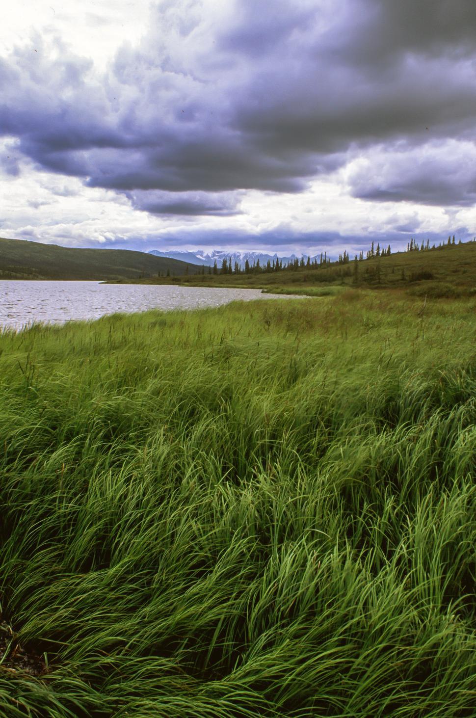 Free Stock Photo of Marsh grass | Download Free Images and Free ...