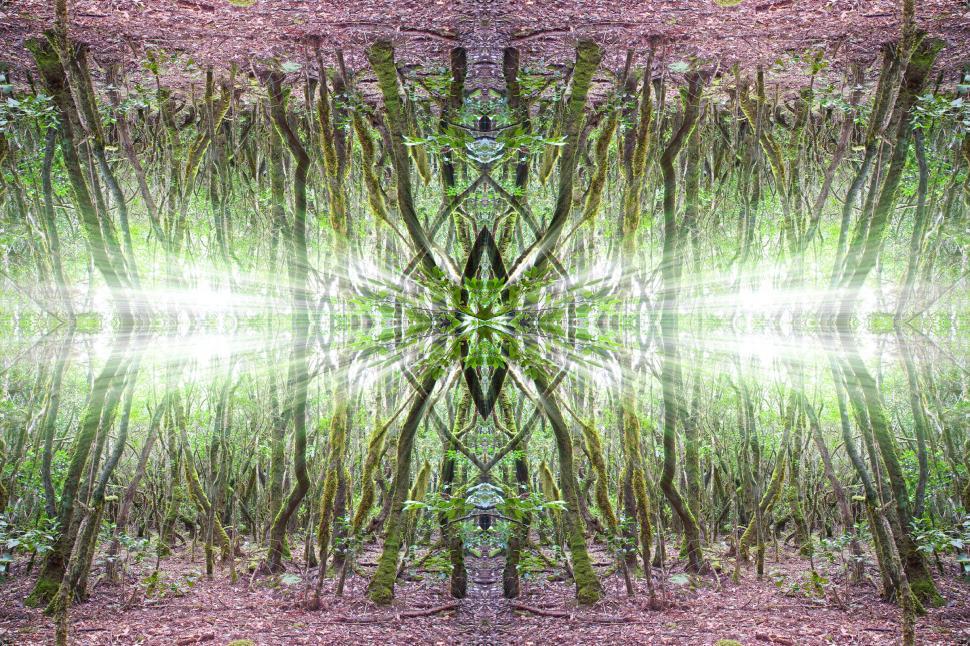 Free Stock Photo of Magic Forest Trees | Download Free Images and Free ...