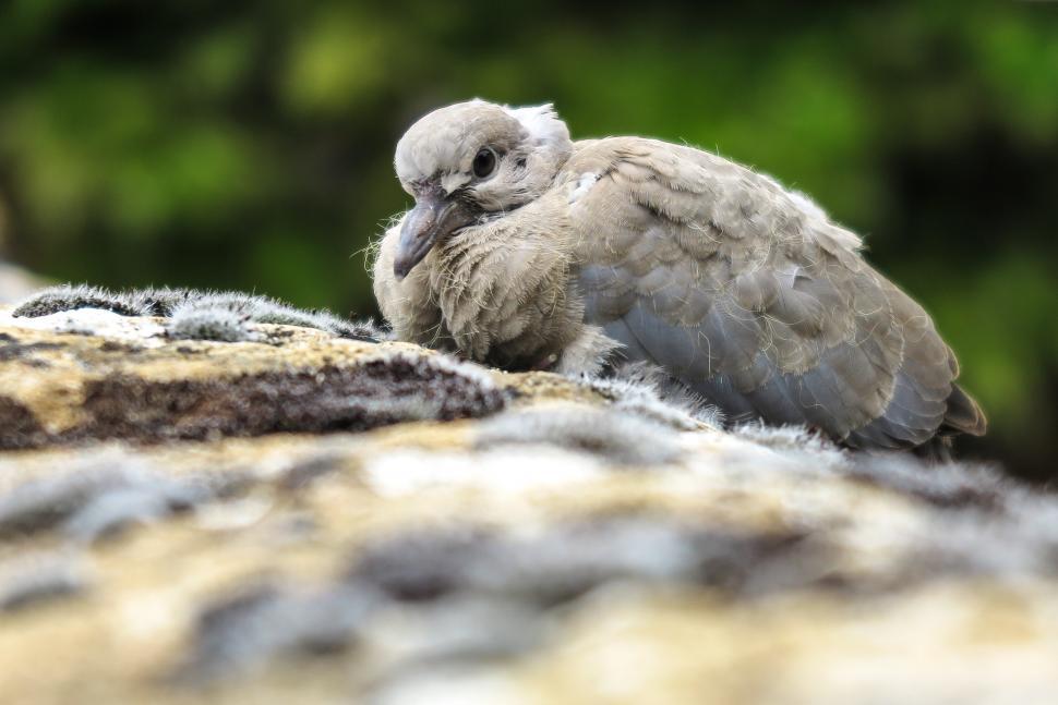 Free Stock Photo of Cold bird | Download Free Images and Free Illustrations