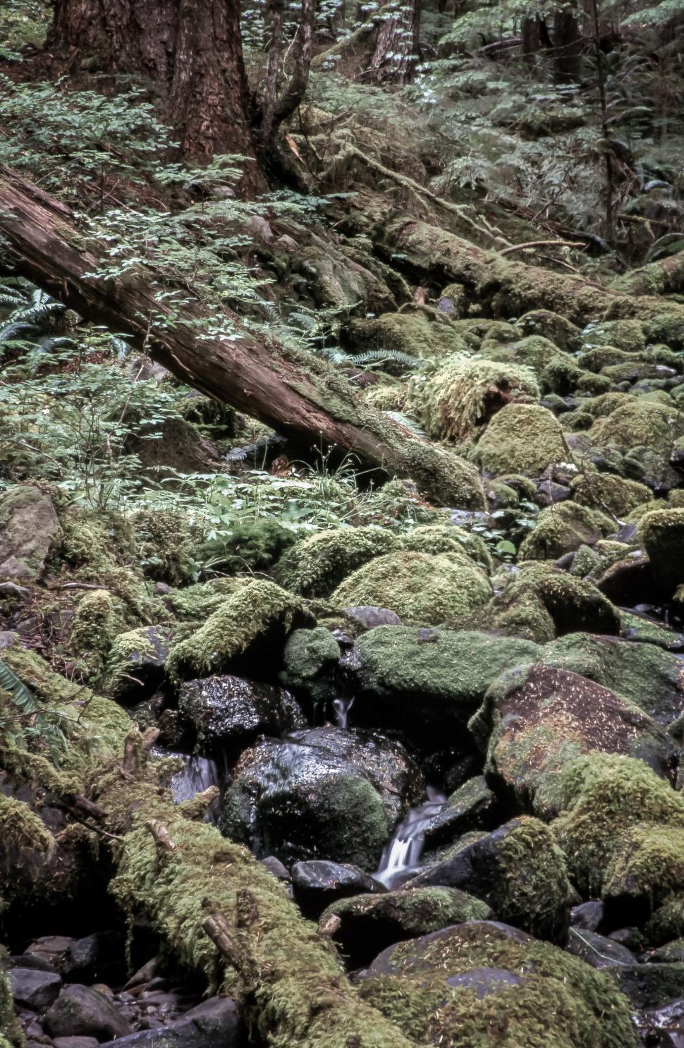 Free Stock Photo of Fern Rock Stones and waterfall | Download Free ...