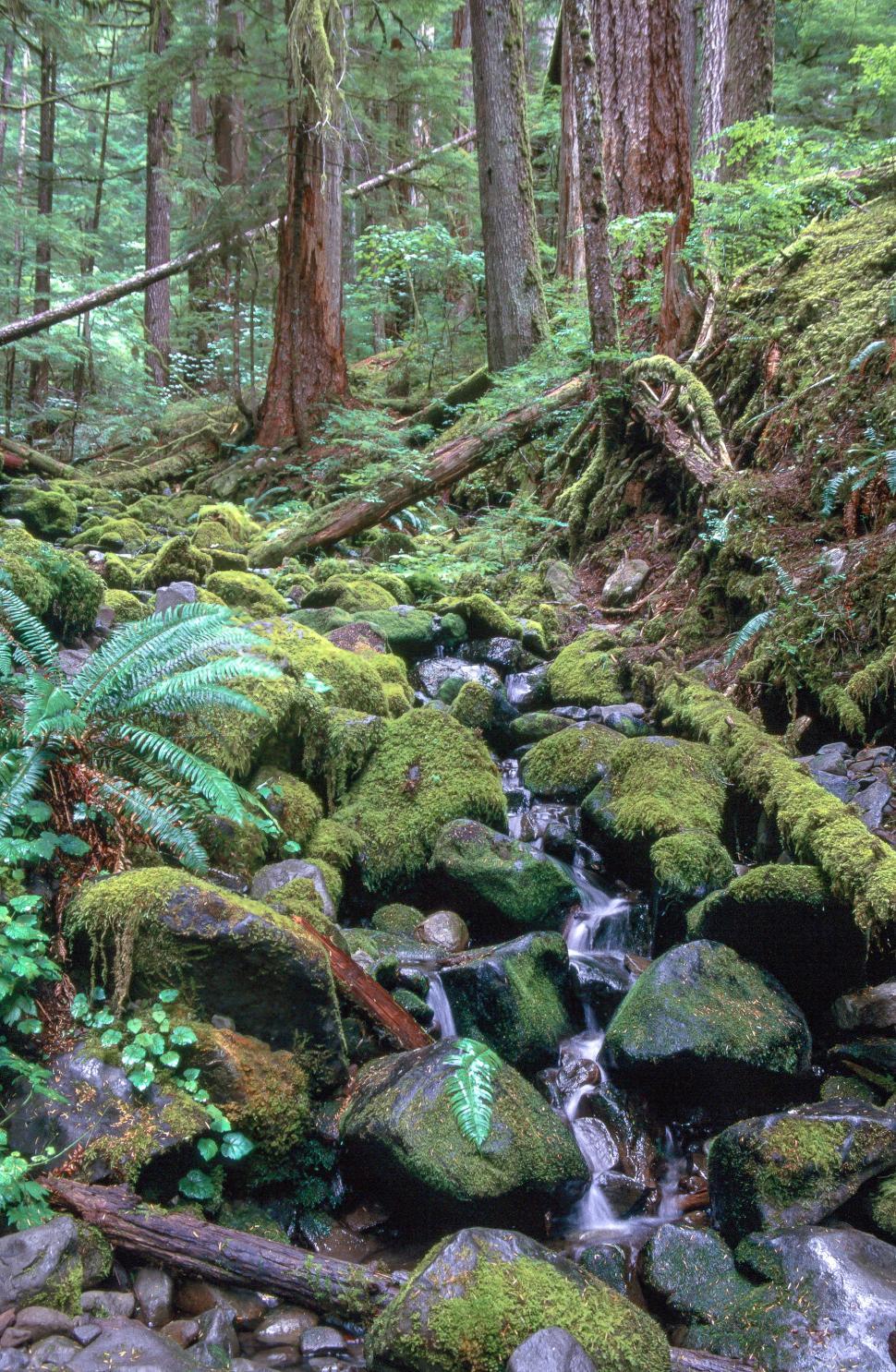 Free Stock Photo of View of Fern Rock Stones and waterfall | Download ...