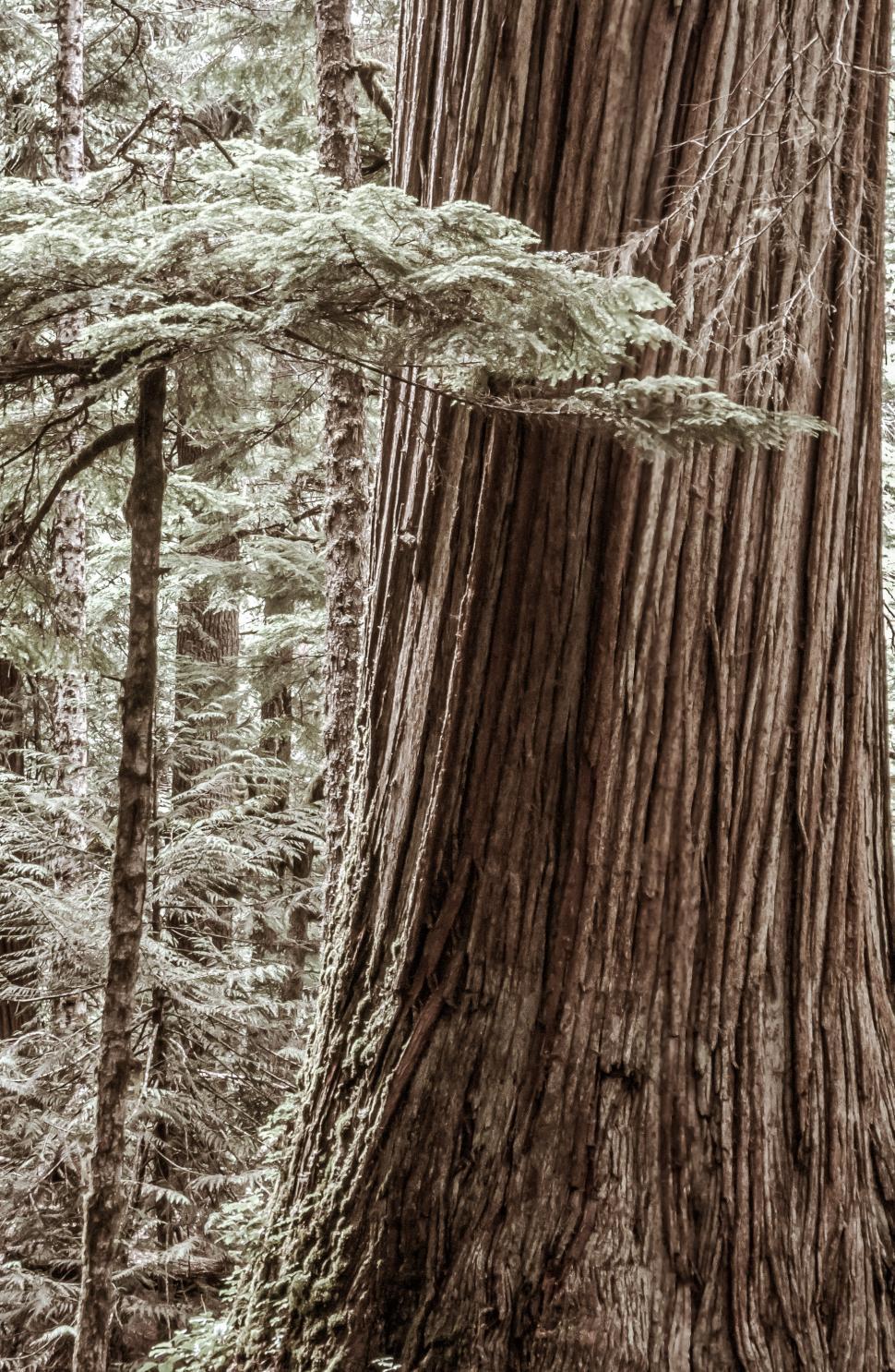 Free Stock Photo of Tree Trunk | Download Free Images and Free ...