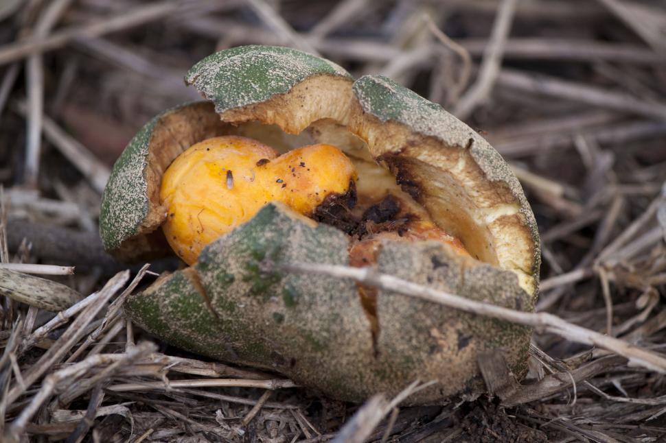 Free Stock Photo of Pequi fruit | Download Free Images and Free ...
