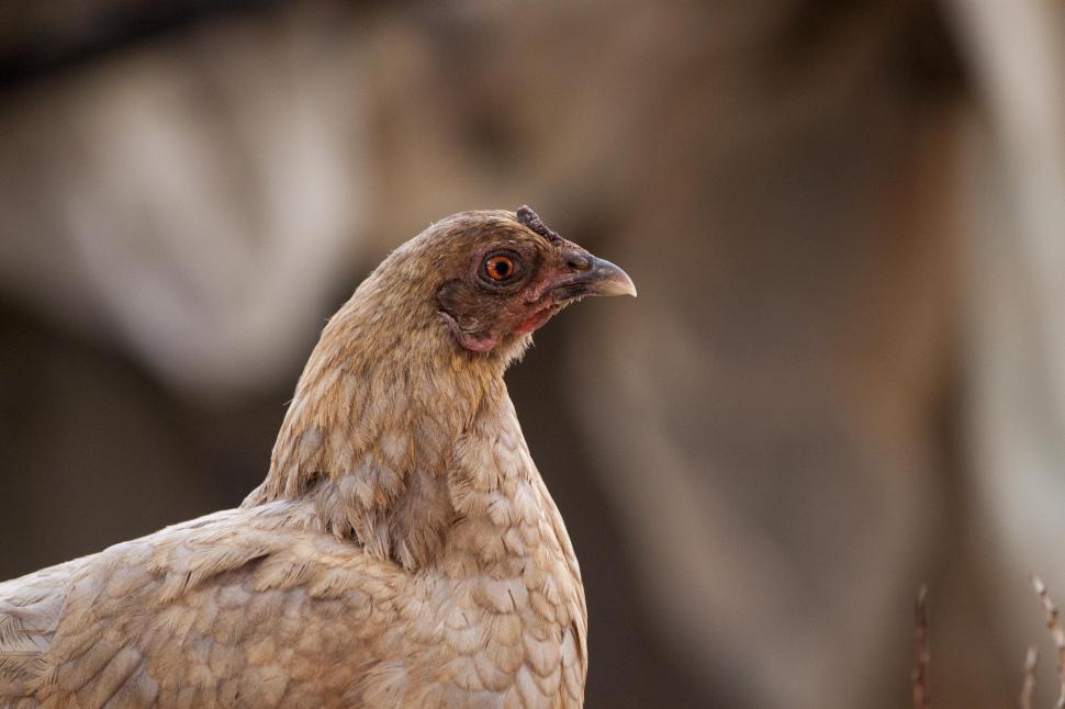 Free Stock Photo of A suspicious looking chicken | Download Free Images ...