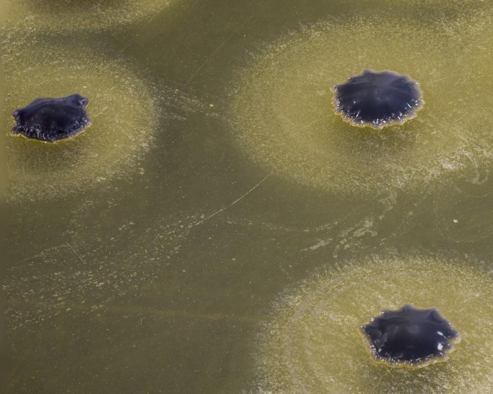 Free Stock Photo of Bacteria growing on agar | Download Free Images and ...