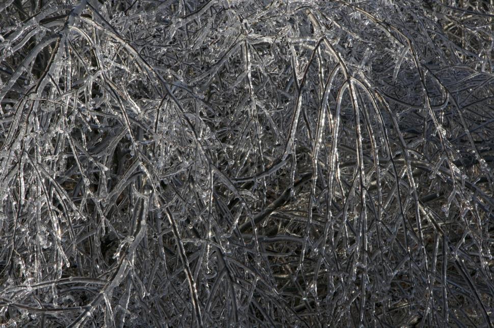 Free Stock Photo of Icy Trees | Download Free Images and Free Illustrations