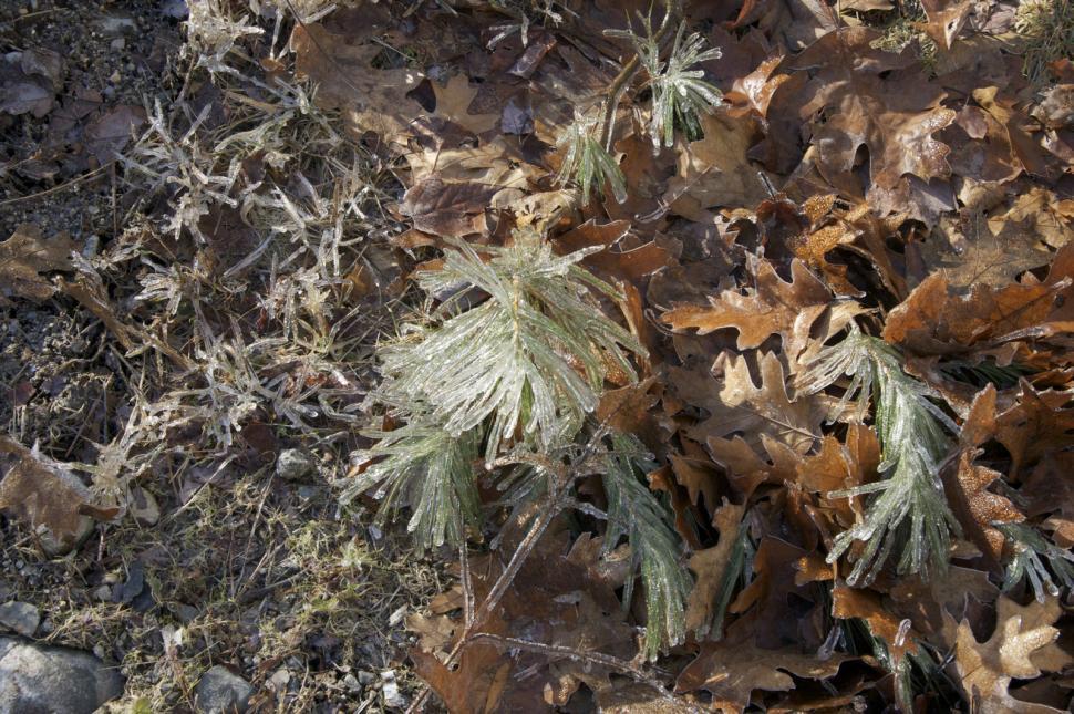 Free Stock Photo of A sapling is covered in ice | Download Free Images ...