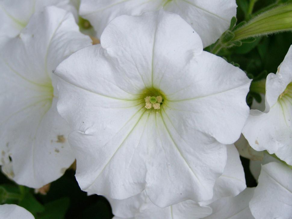 Free Stock Photo of Flower | Download Free Images and Free Illustrations