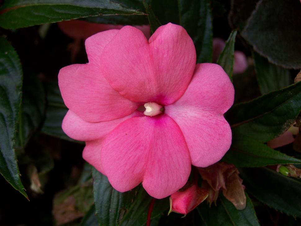 Free Stock Photo of Flower | Download Free Images and Free Illustrations