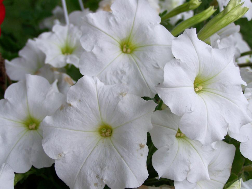 Free Stock Photo of Flower | Download Free Images and Free Illustrations