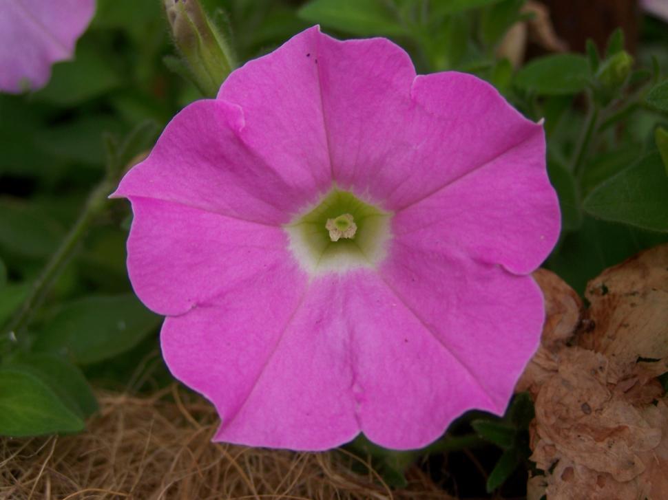 Free Stock Photo of Flower | Download Free Images and Free Illustrations