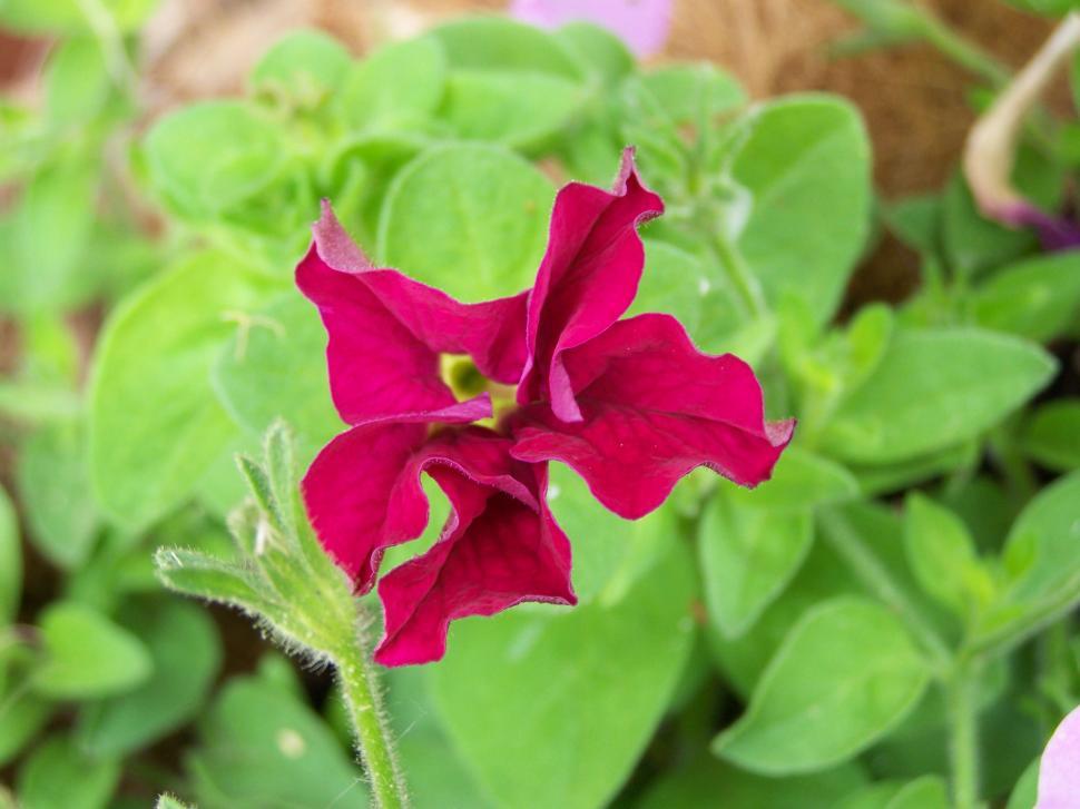 Free Stock Photo of Flower | Download Free Images and Free Illustrations