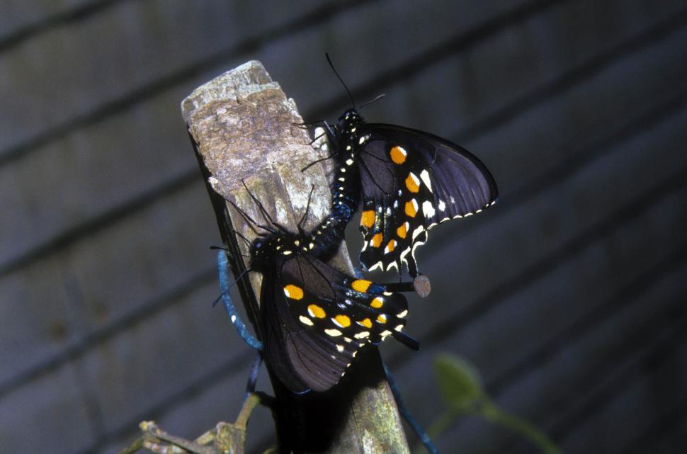 Free Stock Photo of Two Butterflies | Download Free Images and Free ...
